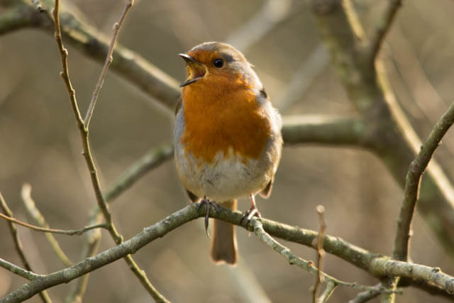 Robin On Branch | S Black Photo