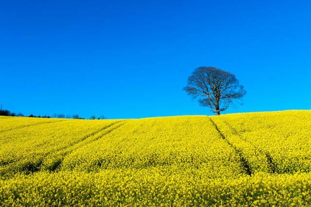 Yellow Field | S Black Photo