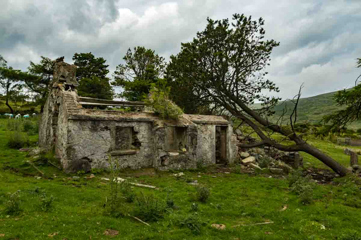 Ruin House Tree | S Black Photo